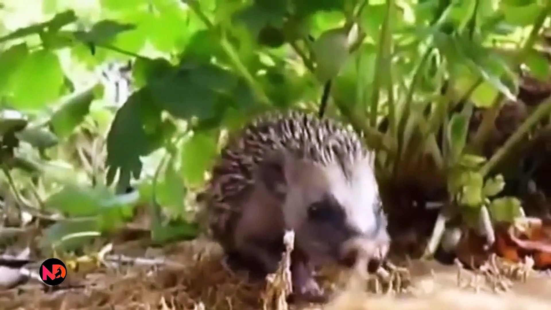 Porcupine Shooting Quills Video 15 Quills Removed From Pathanamthitta