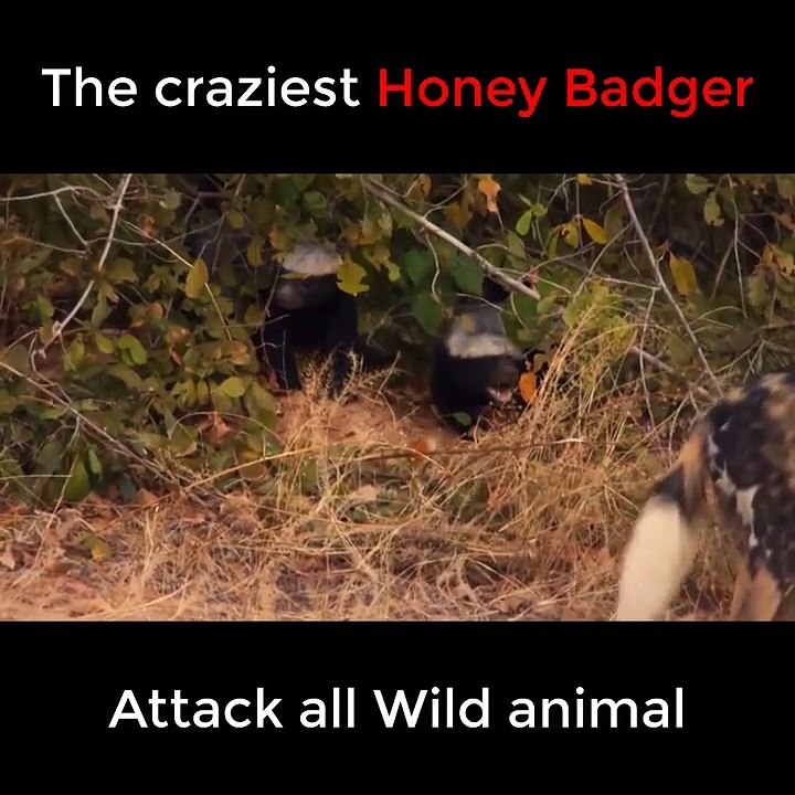 The craziest honey badger attack all wild animal - Honey Badger vs Lion ...