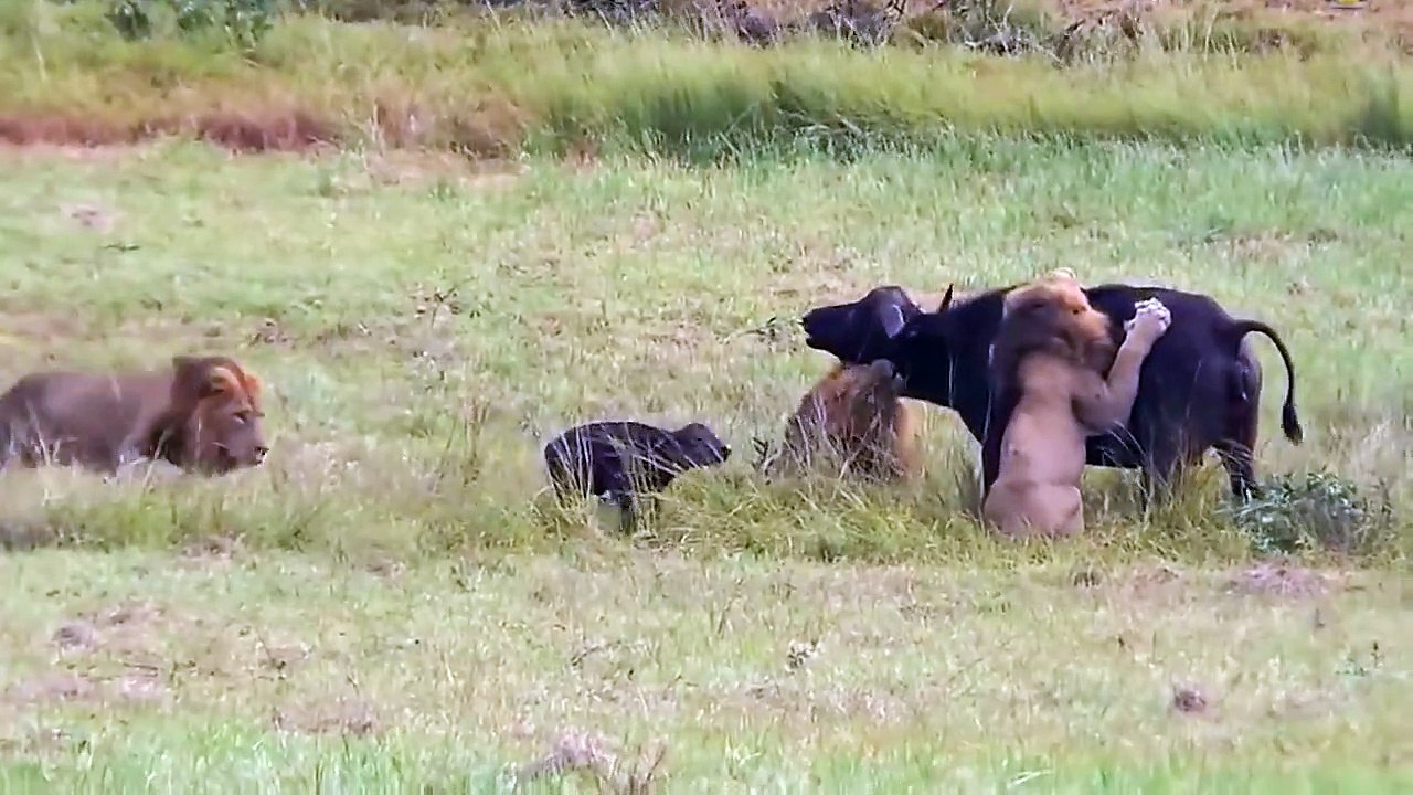 Lion Failed to Control Buffalo - Buffalo Herd Rescue Baby Buffalo From ...