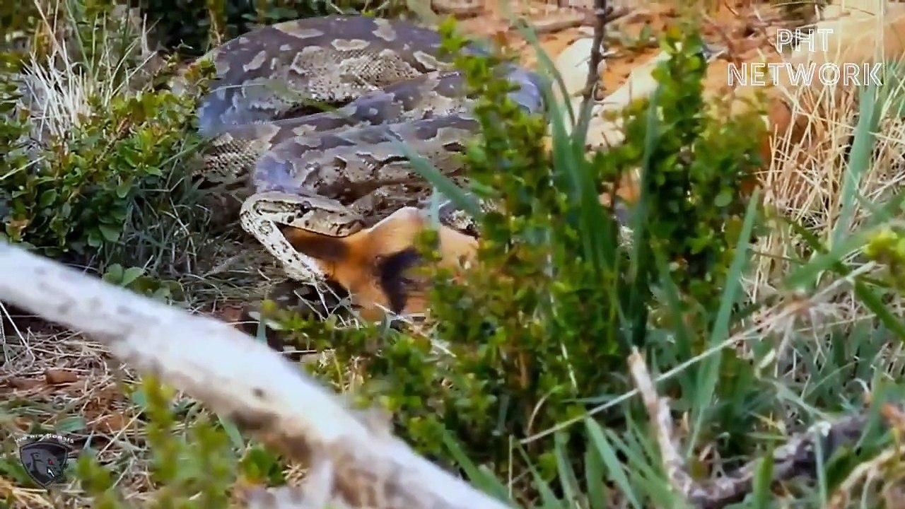 The Python Is Stupid To Confront The Leopard, It is Received With ...