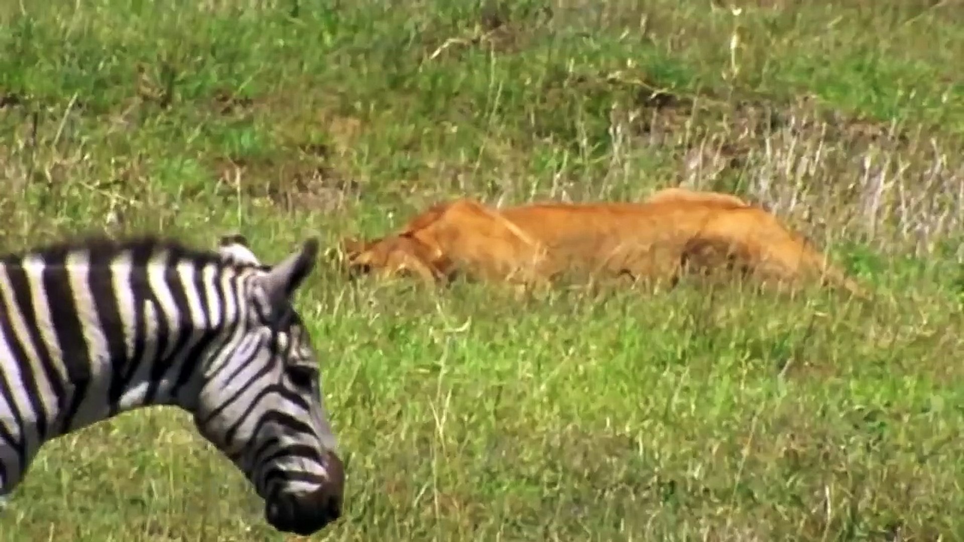 Male Lion Hunting Zebra