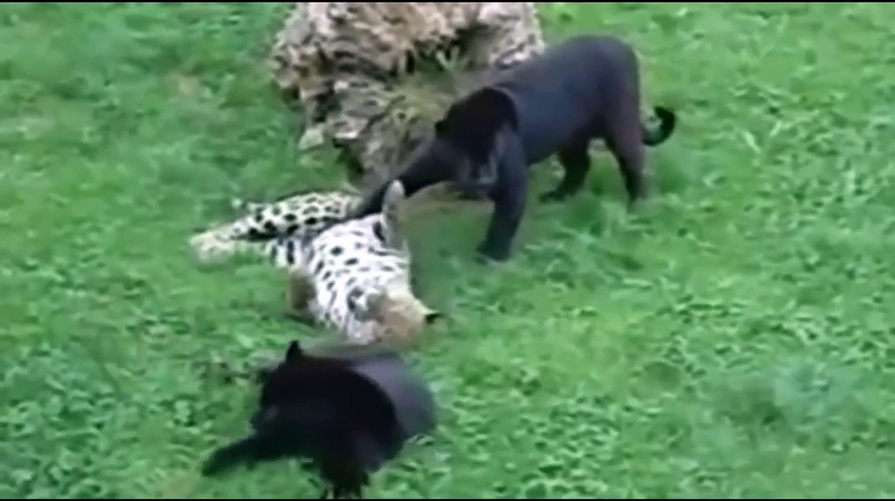 Wild hunt. Leopard vs puma. Leopards played with the Panthers - video ...