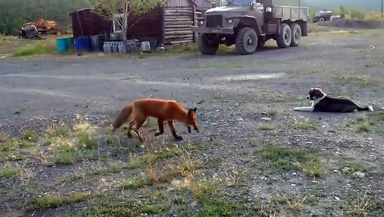 Fox vs dog. Dog playing with a fox - video Dailymotion