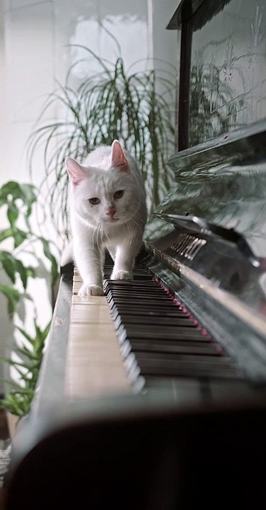 Cute cat playing piano |cats playing |funny videos - video Dailymotion