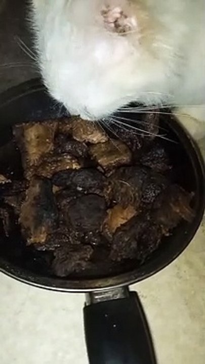 KUCING MAKAN DAGING - Video Dailymotion