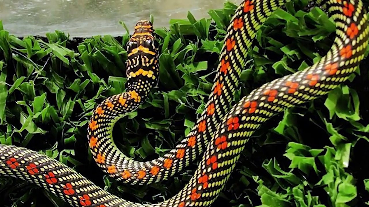 15 Rarest Snakes In The World - video Dailymotion