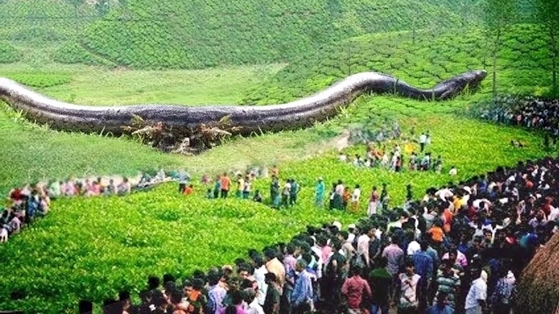 Worlds Largest Animals World's Largest Ever Animal Rediscovered Living