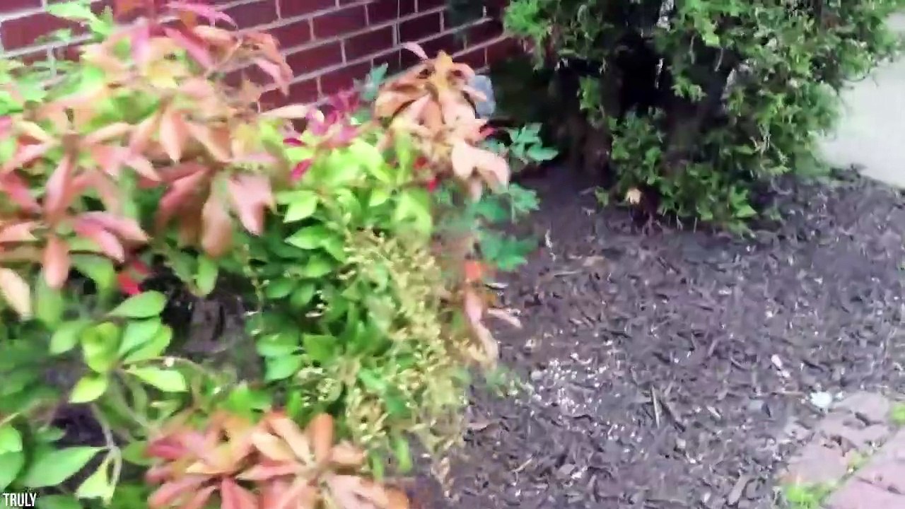 15 Most Incredible Cases Of Wild Animals Invading People's Homes ...