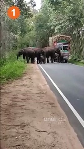 ஹலோ கரும்பு குடுங்க பாஸு.. இன்னிக்கு எங்களுக்கு ஃபங்சன்! யானைகள் தினத்தில் லாரியை மறித்த யானைகள் ...