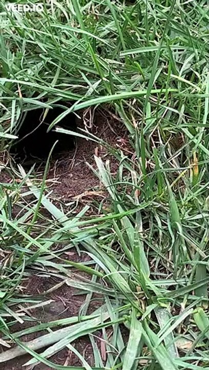 Gopher Deciding to Pop Up from Ground - video Dailymotion