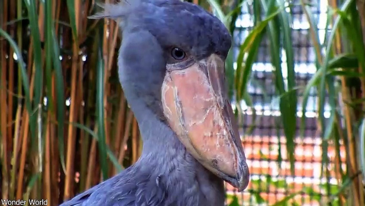 15 Scary Creatures That Actually Exist in Wild - video Dailymotion