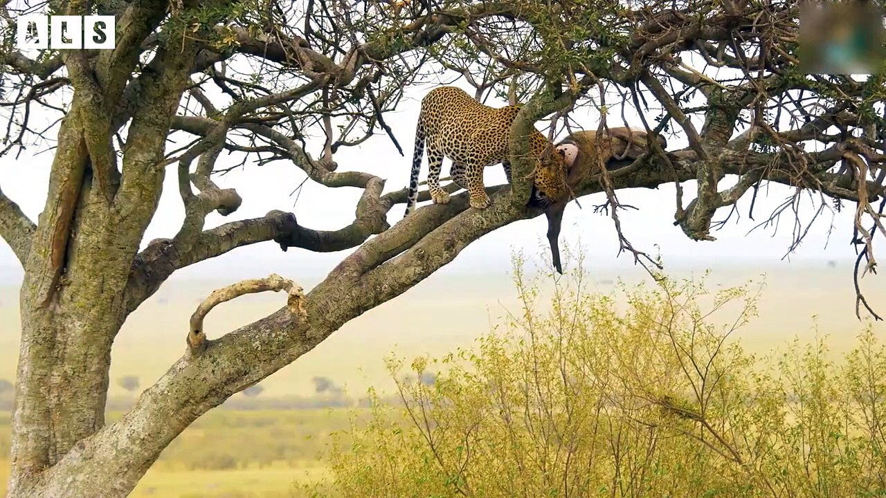 Wildlife in The Masai Mara National Reserve Africa - Animal Documentary ...