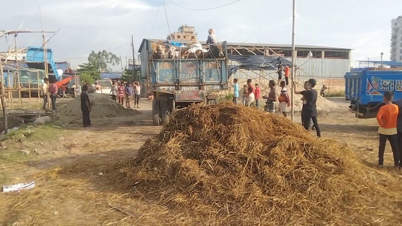 Cow Live Unloading 2022 | Cow unloading at very popular village cattle ...