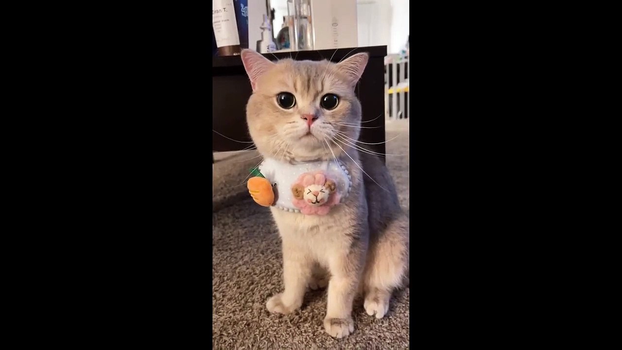 Cute Cats' Talktive Daily - Cash _ Euro Tiktok Compilation - meow_cash ...