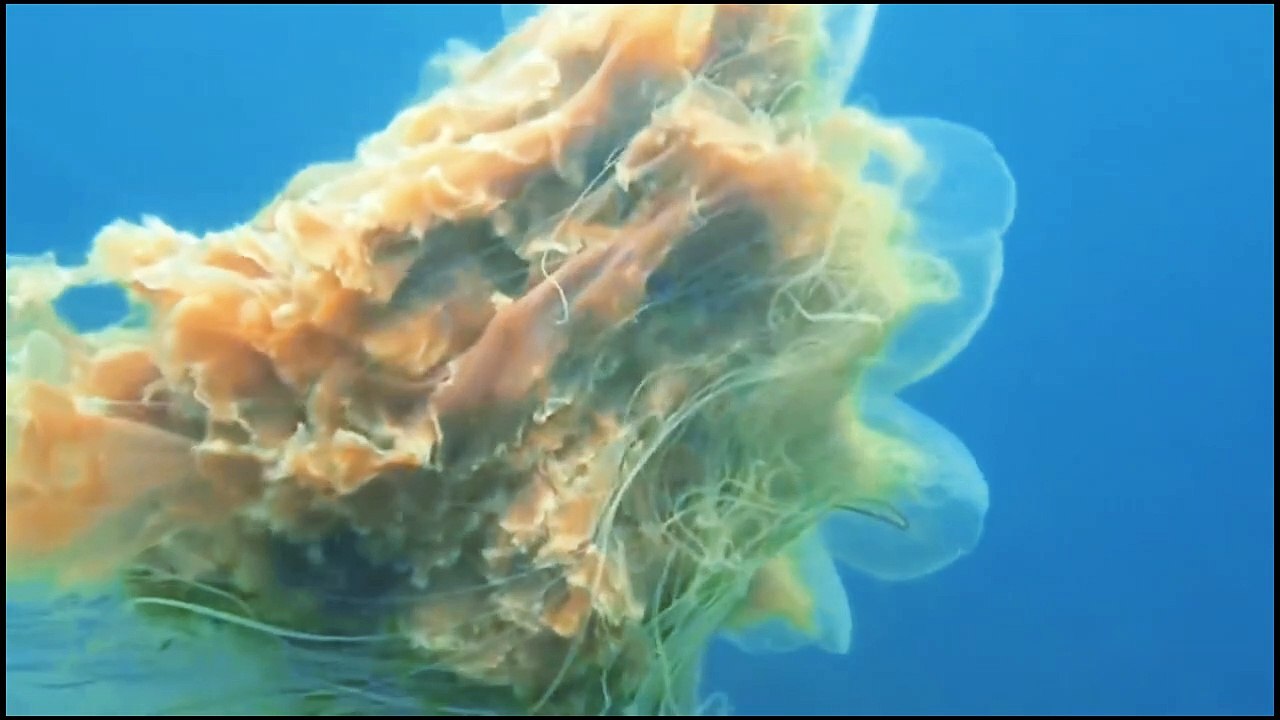 Spesies Mahkluk Laut Dalam Terbesar Lebih Besar dari Dinosaurus - Video ...