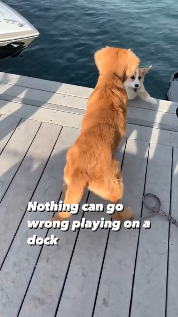 Corgi Jumping Off Dock