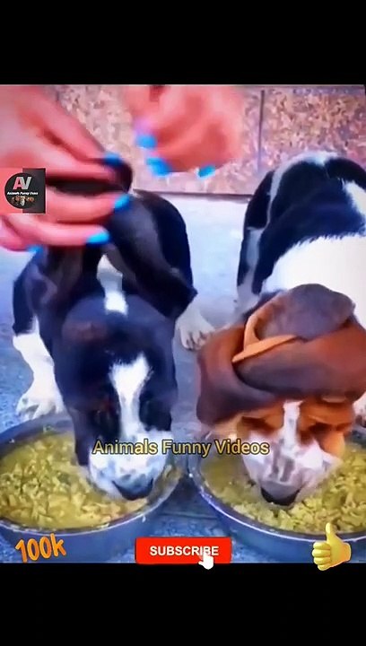 Wow Very Funny Dogies Video _ Animals Funny Videos _ Funny Dog Animal #shorts #animals #viral # ...