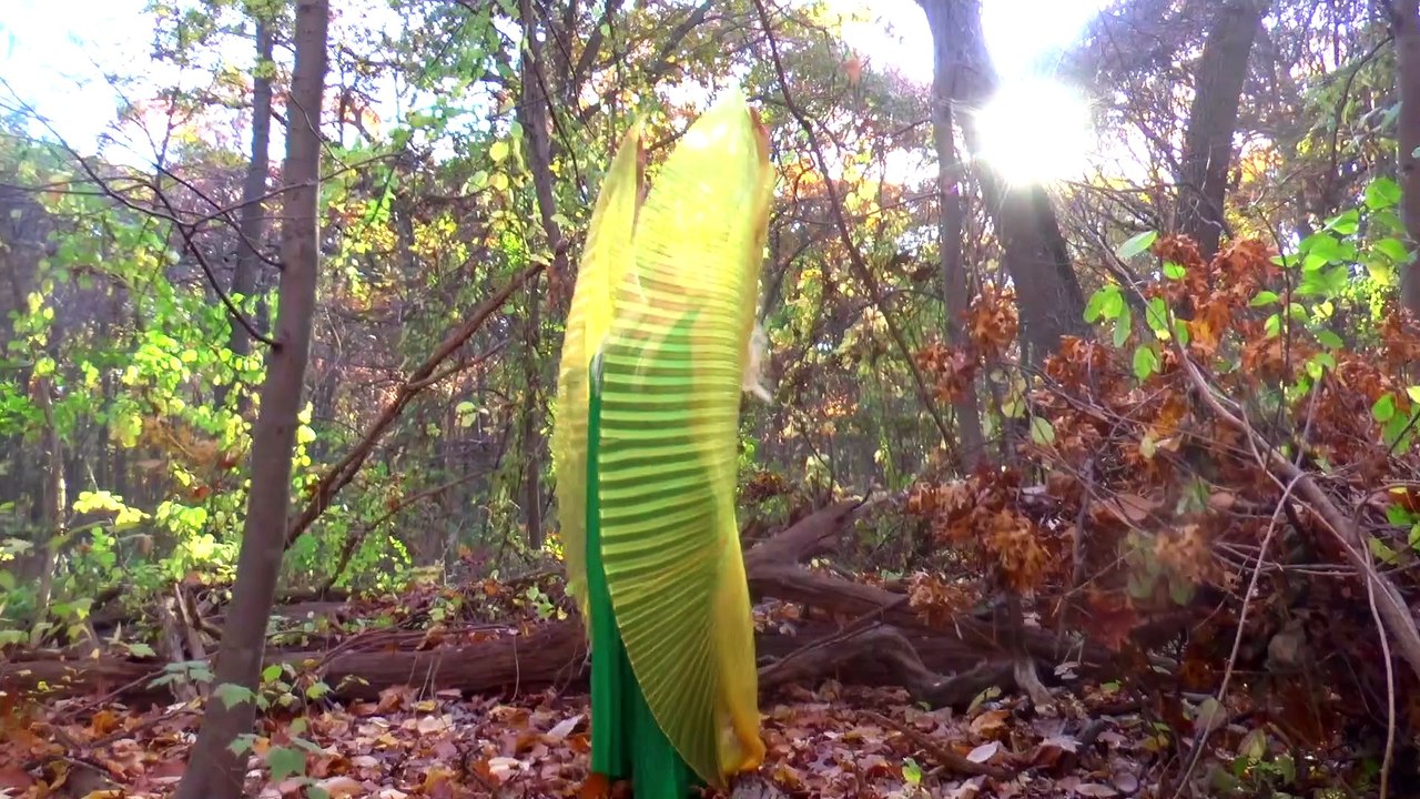 "Autumn Fantasy" belly dance music video - Neon, Tanna Valentine ...