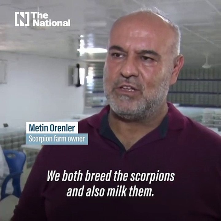This farm in Turkey breeds thousands of scorpions for their valuable ...