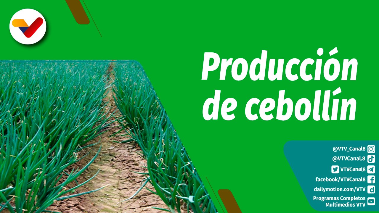 Cultivando Patria | Unidad de Producción Picapica en Aragua obtiene 20 ...