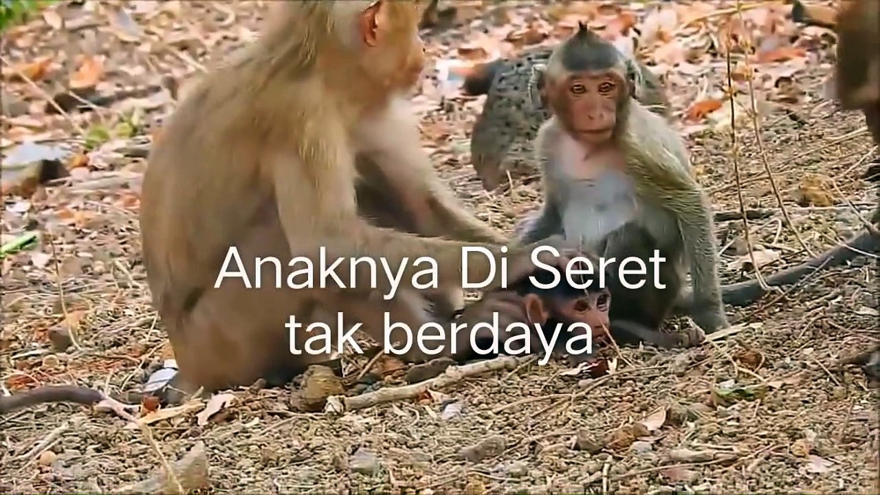 Anak monyet di seret dan siksa - video Dailymotion