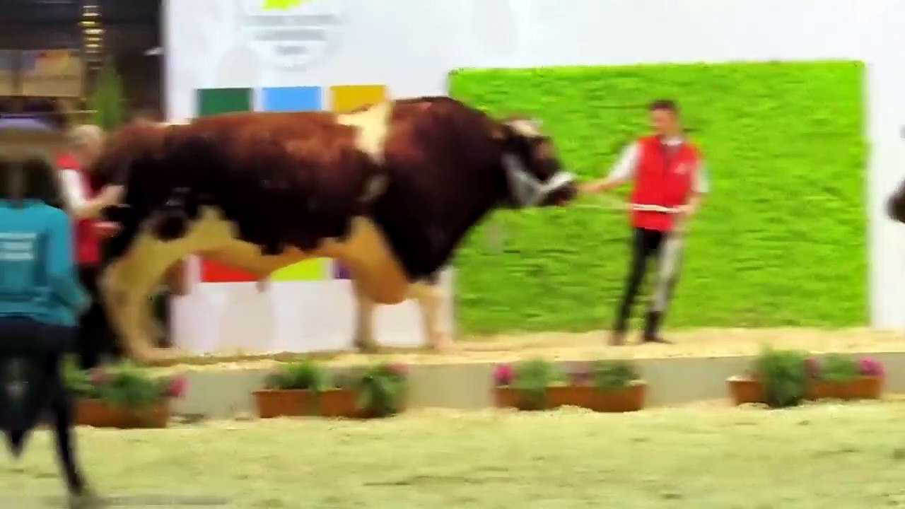 15 Most Unique Cows In The World - video Dailymotion