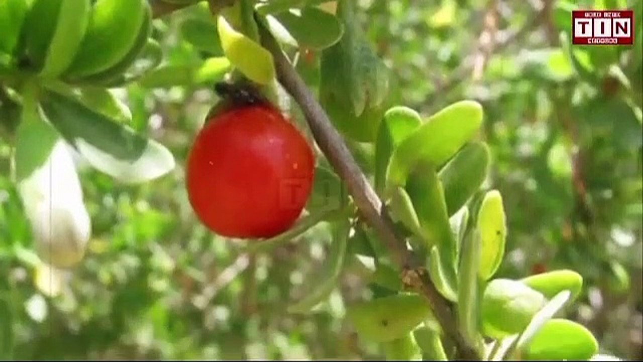 Box Thron Tree. غرقد کا درخت - video Dailymotion