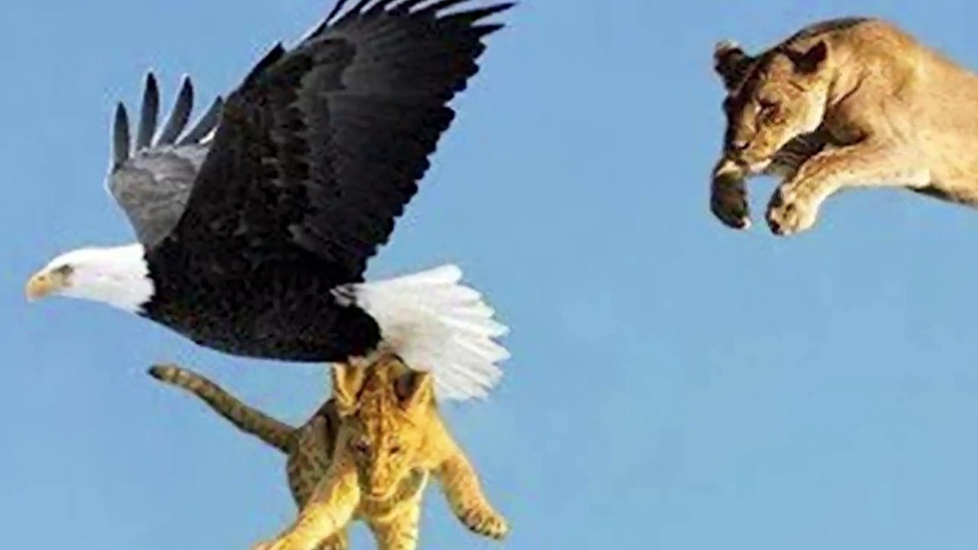 Lion Vs Eagle