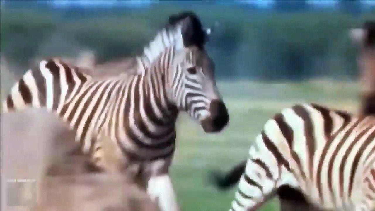Strong Zebra! Powerful Mother Zebra Come To Rescue Poor Baby Zebra ...