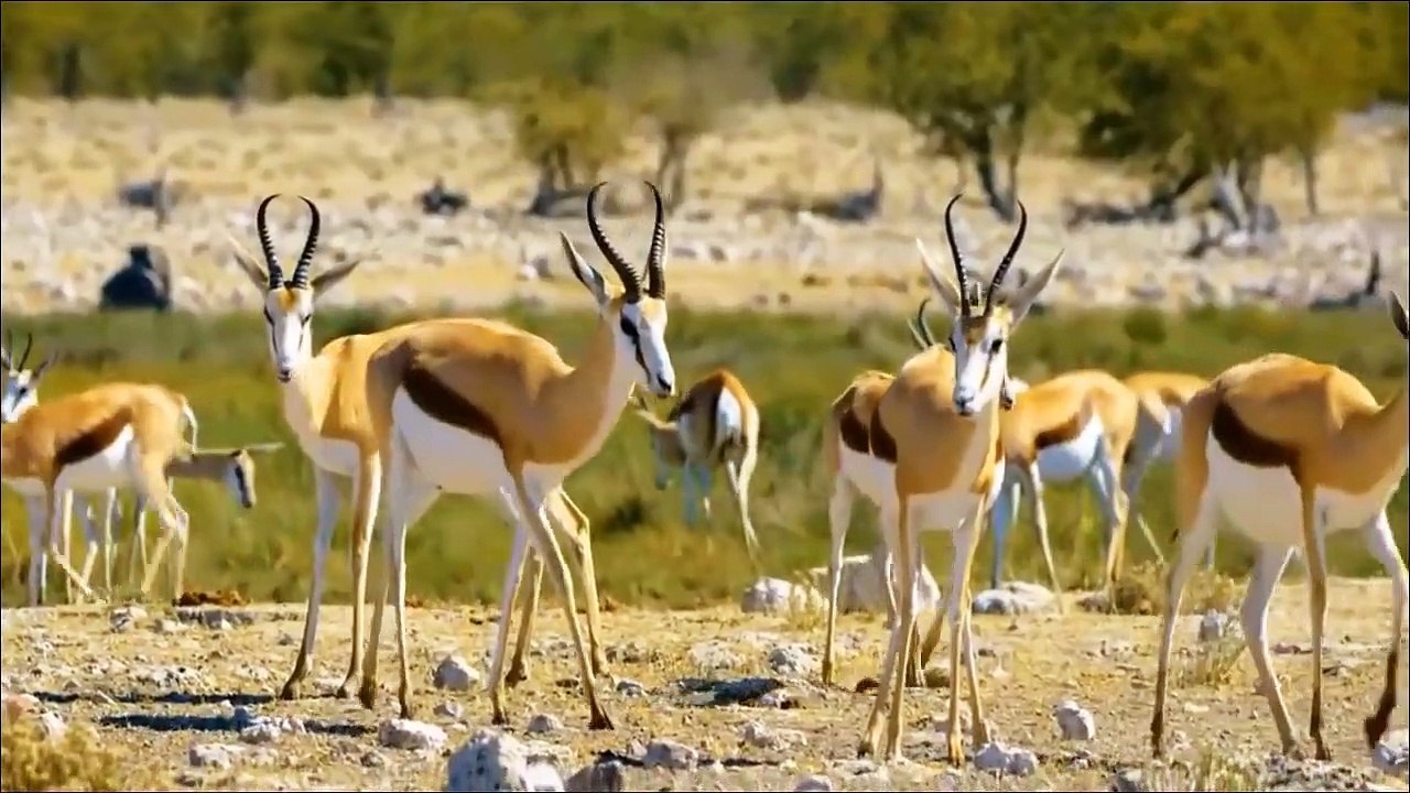 Porcupine Too Danger Porcupine Vs Lion Real Fight Powerful Big Cat ...