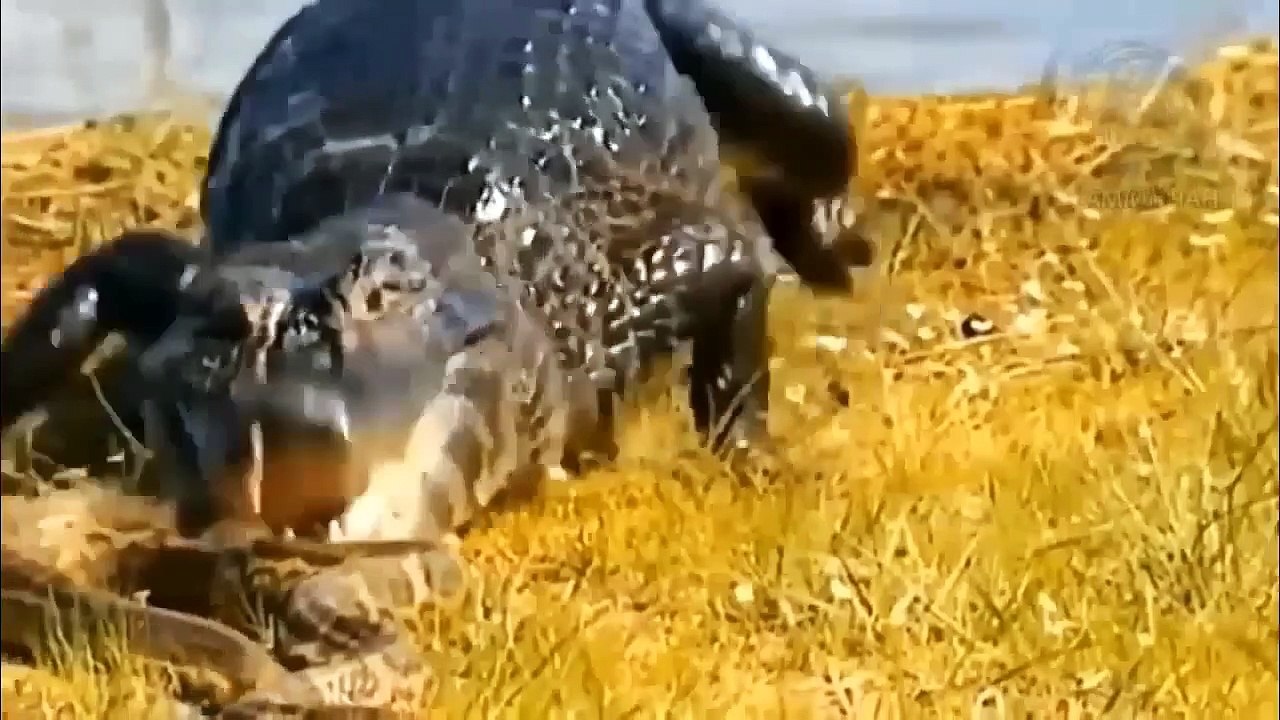 Aghast! Crocodile attacks Elephants, Lions, Pythons Lion vs Hedgehog ...