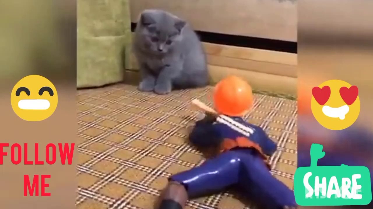 KUCING LUCU baby cats - Video Dailymotion