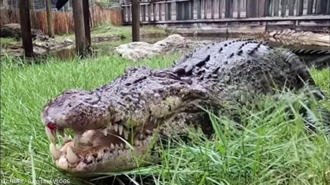 Animals With The Biggest Teeth In The World - video Dailymotion