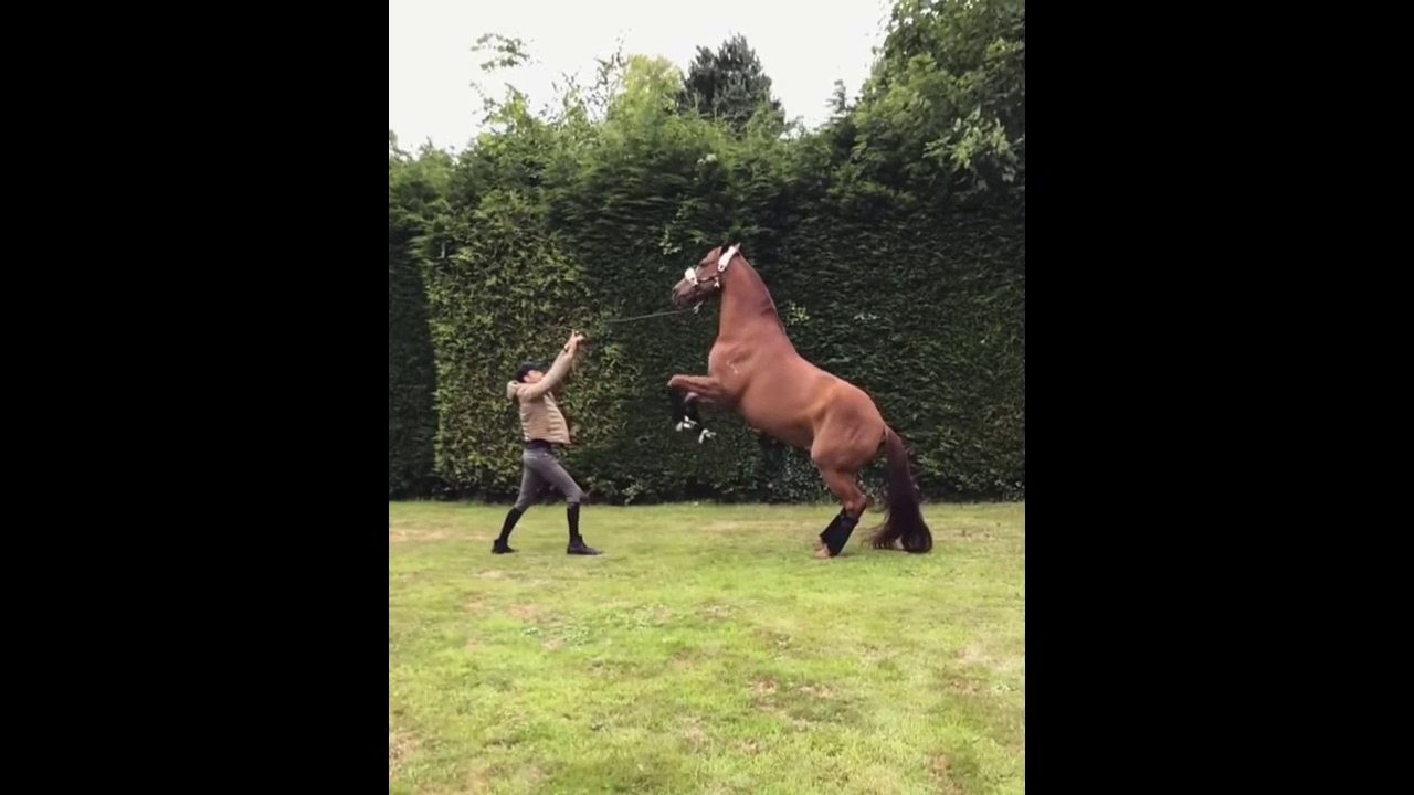 Funny And Cute horse horse jump fence #02 - video Dailymotion