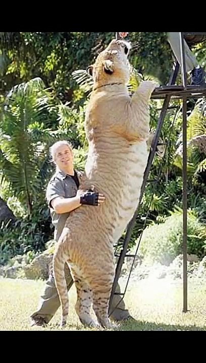 Liger_movie_facts_।_Facts_about_liger_।_Liger_glimpse_।_liger_teaser ...