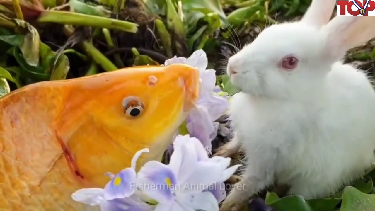 Unbelievable Fish Video _ Fish Vs Rabbit Love Reaction _ Fish Come Out ...