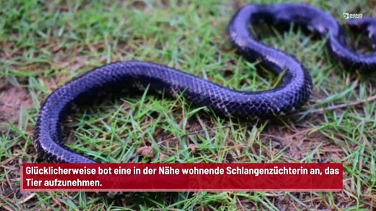 5 Meter lange Python versucht, in ein Haus zu gelangen - video Dailymotion