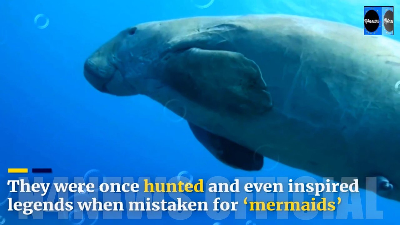 Dugong Becomes First Large Mammal Declared Functionally Extinct in ...