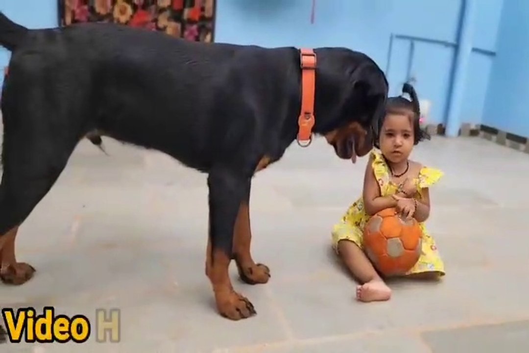 Learn The Procedures Of Paper Training Your Dog For A Healthier And ...