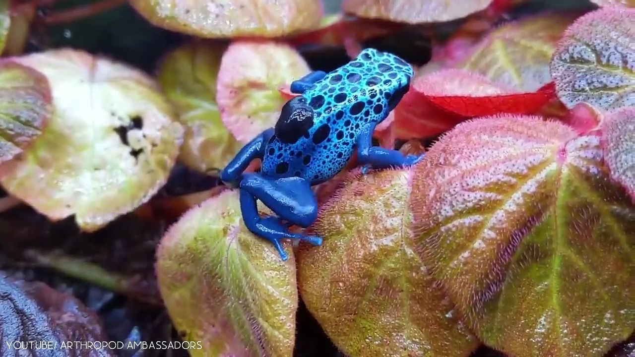 10 Most Beautiful Frogs in the World - video Dailymotion