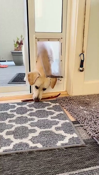 Problem Solver Pup - video Dailymotion