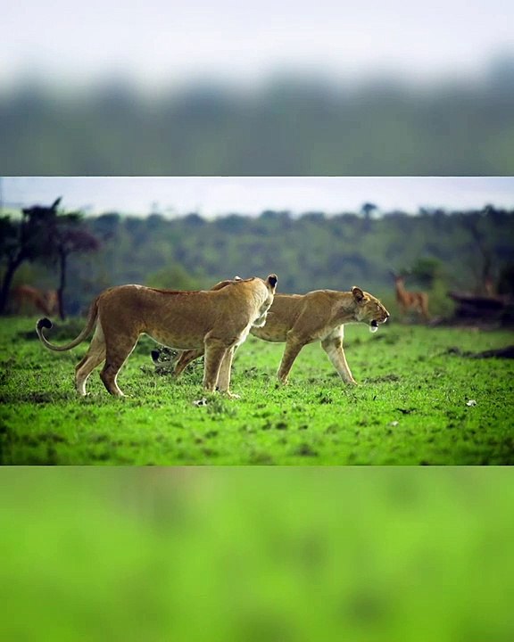 Animals of Asia 4K - Scenic Wildlife Film With Calming #2 - video ...