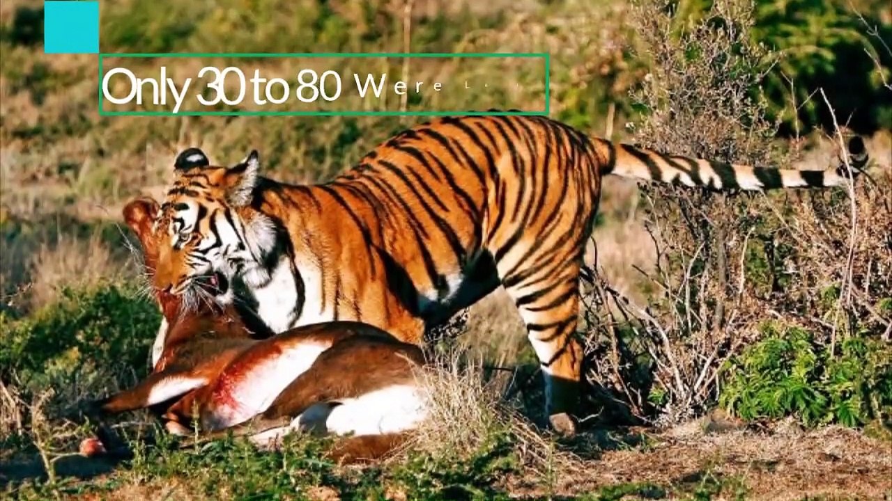 10 Most Beautiful Endangered Animals on Planet Earth - video Dailymotion