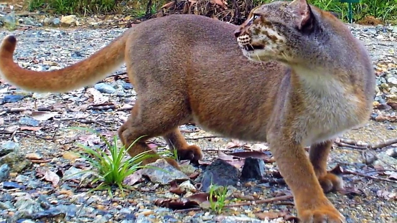 The Rarest Wild Cats in the World - video Dailymotion