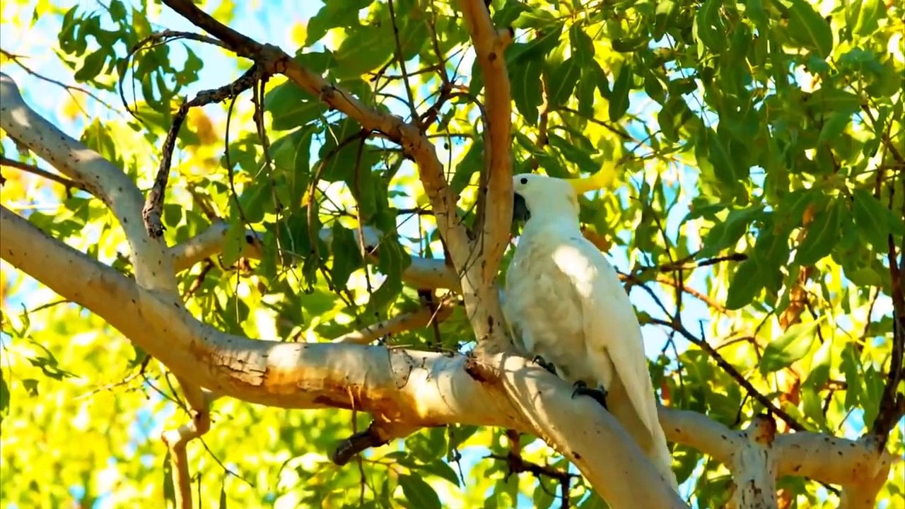 10 Most Beautiful Cockatoo Species on Planet Earth - video Dailymotion