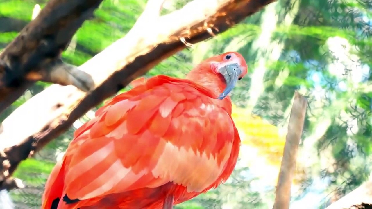 10 Most Beautiful Ibis Species in the World - video Dailymotion