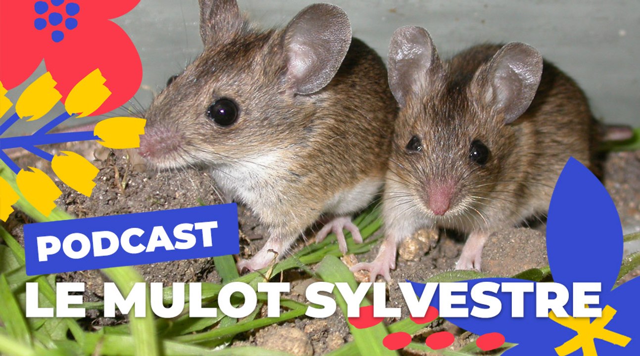 Le Mulot sylvestre | Brèves de nature sauvage à Paris | Paris Podcast ...