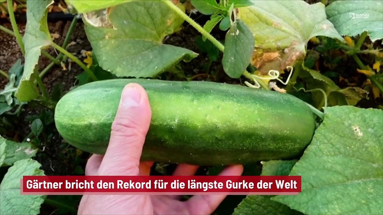 Gärtner bricht den Rekord für die längste Gurke der Welt - video ...