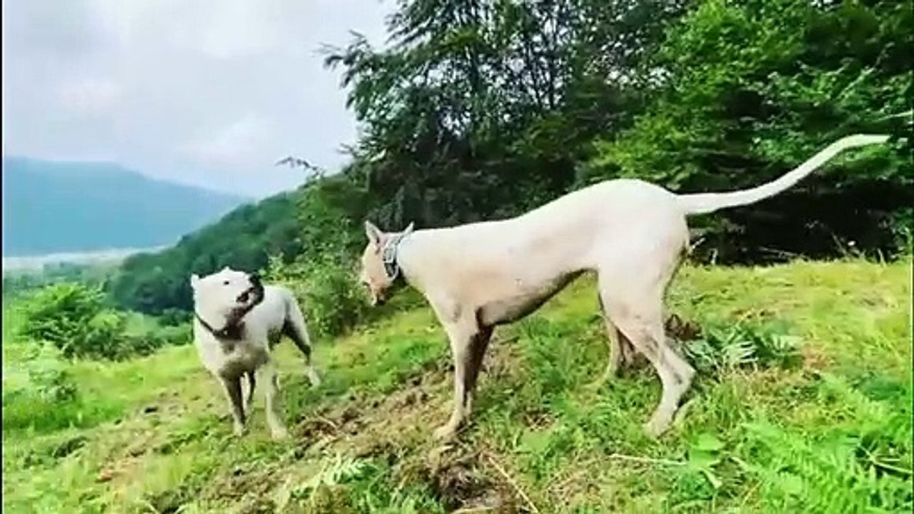 the-power-of-dogo-argentino-how-strong-is-a-dogo-argentino-s-bite
