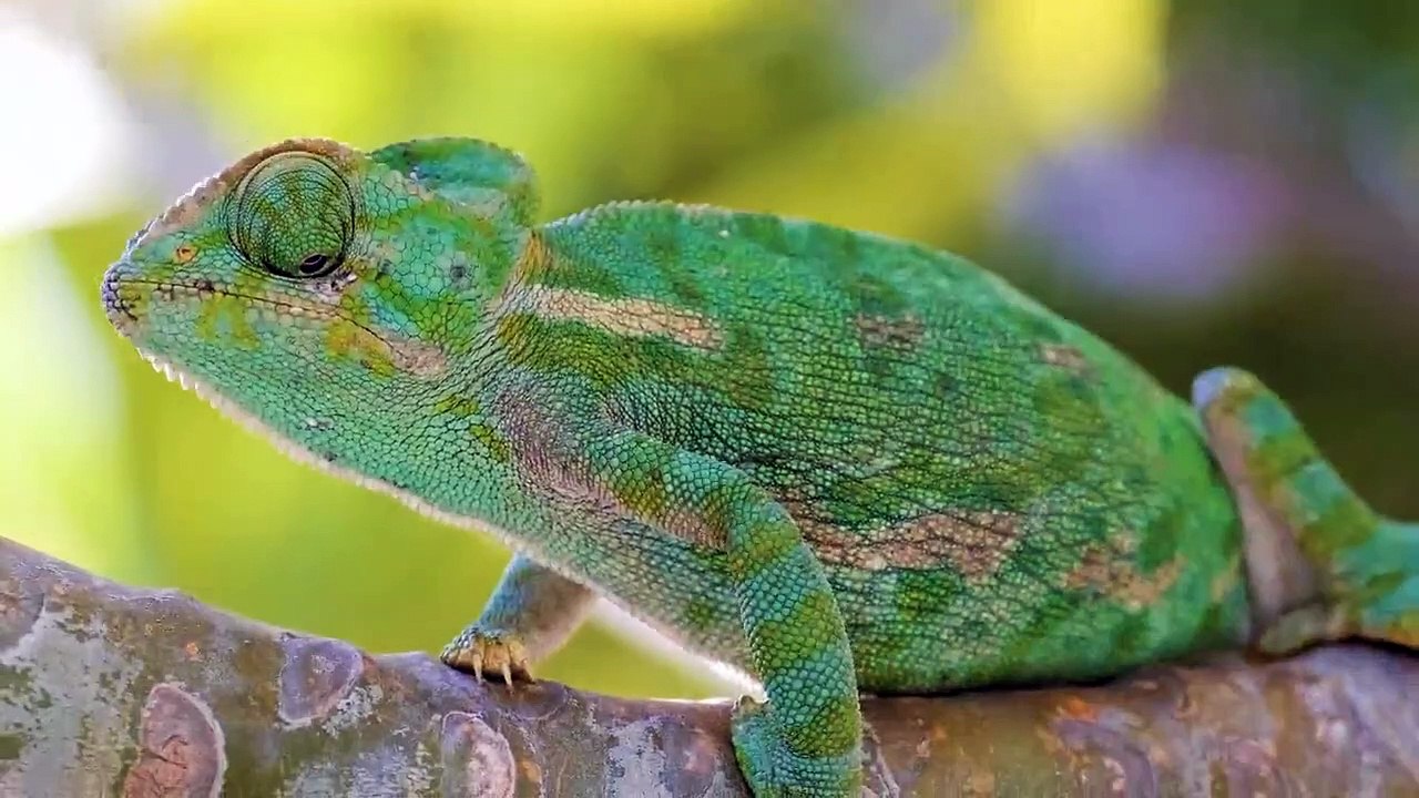 Wild Animals Collection - video Dailymotion